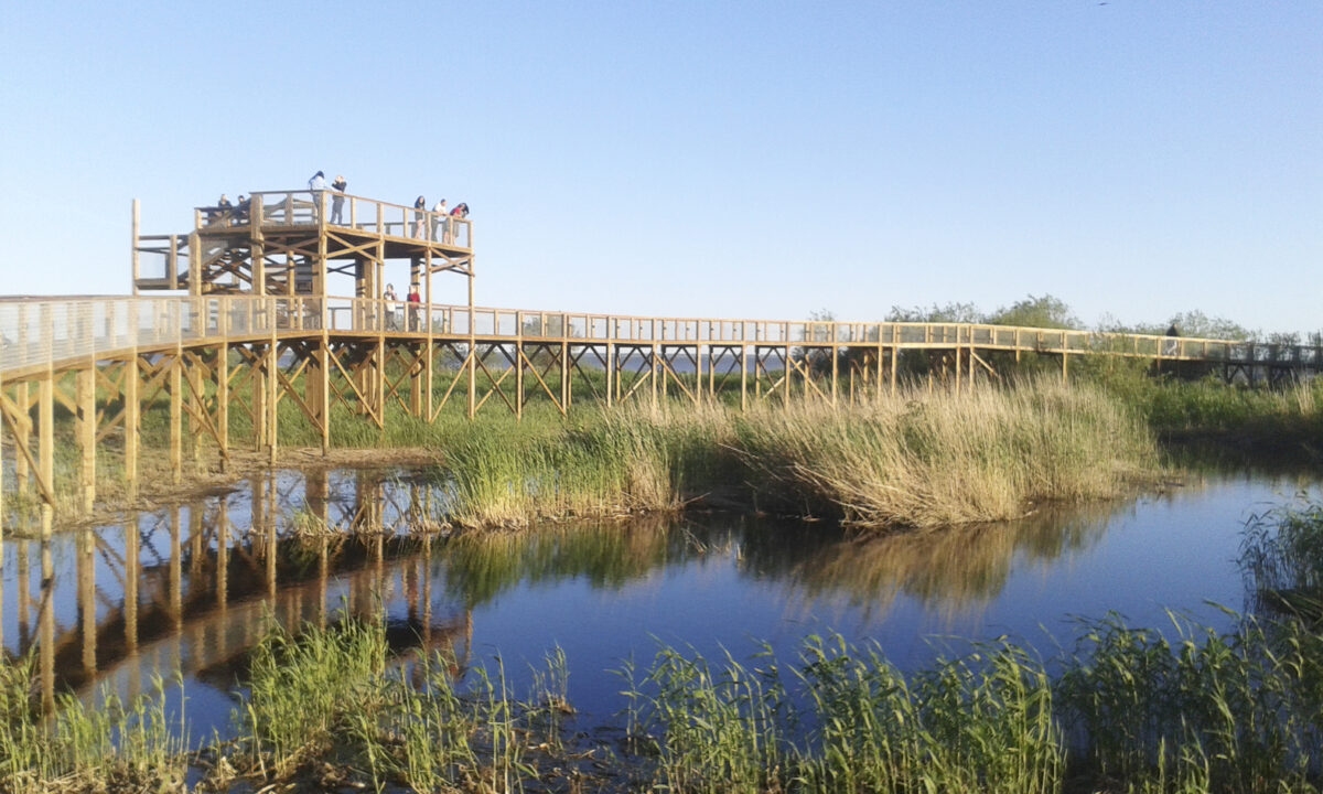 Kuhinaa rantalaitumella - The Baltic Guide Online