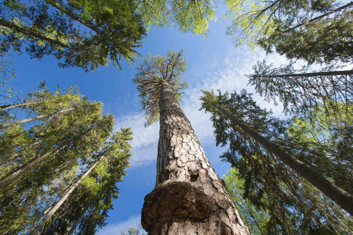 A 380-year-old pine is Estonia’s Candidate for the European Tree of the ...