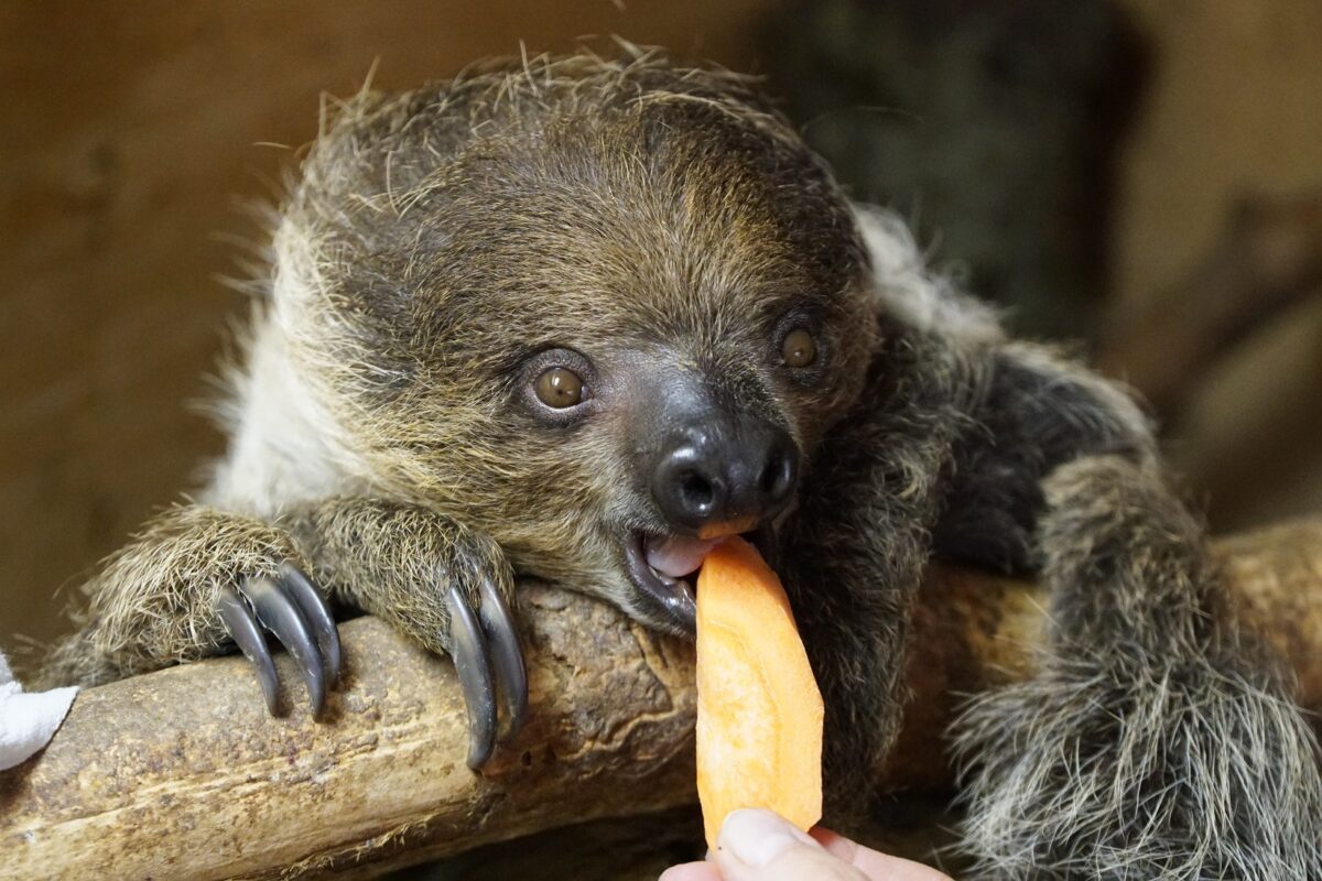 rocca al mare - The Baltic Guide Online