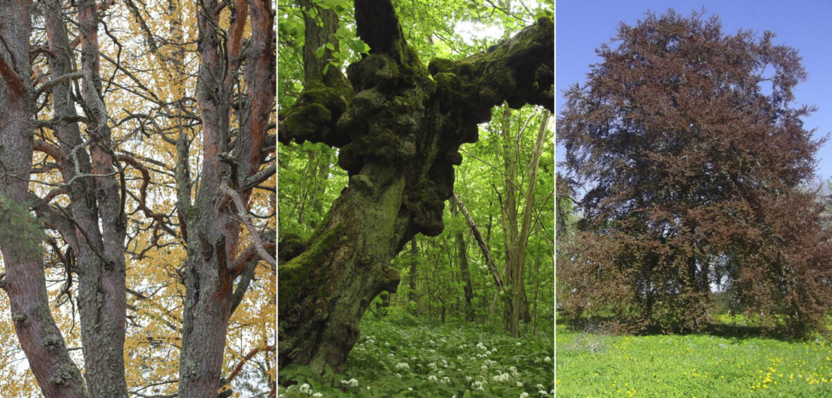 Three worthy trees compete for the title of “Estonian Tree of the Year ...