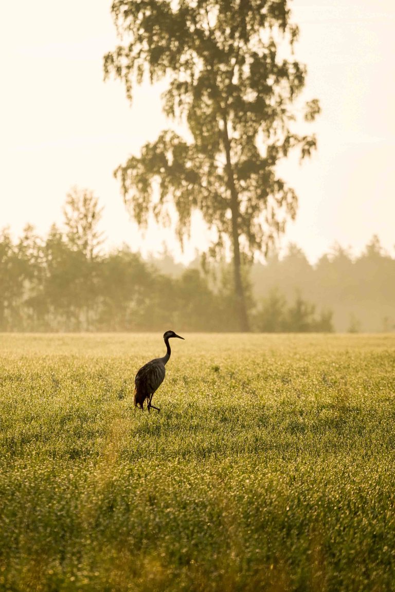 Estonia’s national symbols also tell us something about the nature of ...