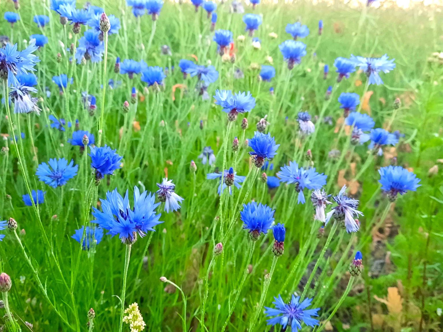 Estonia’s national symbols also tell us something about the nature of ...