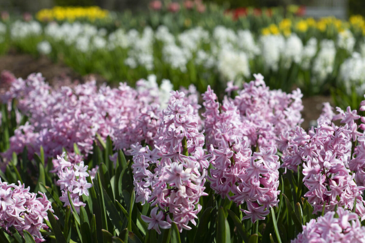 Today, Tallinn Botanic Garden introduces spring flowers with special ...