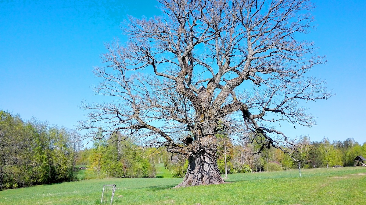 The biggest, highest, longest and oldest natural wonders in Estonia ...