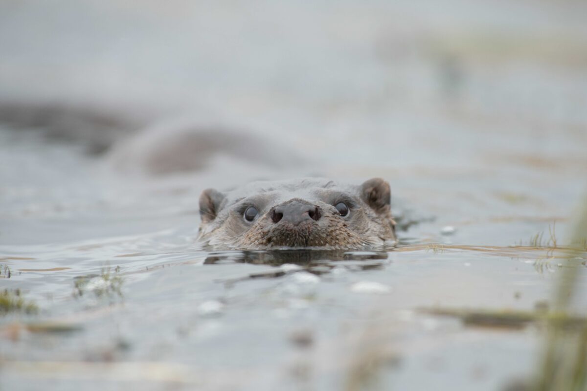 Animal of the Year Estonia - The Baltic Guide OnlineThe Baltic Guide Online